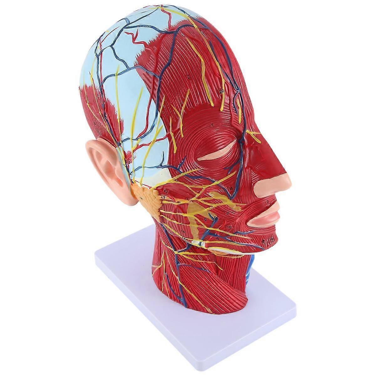 Midsagittal Plane Teaching Model Parotid Gland Cervical Spine and Neck ...