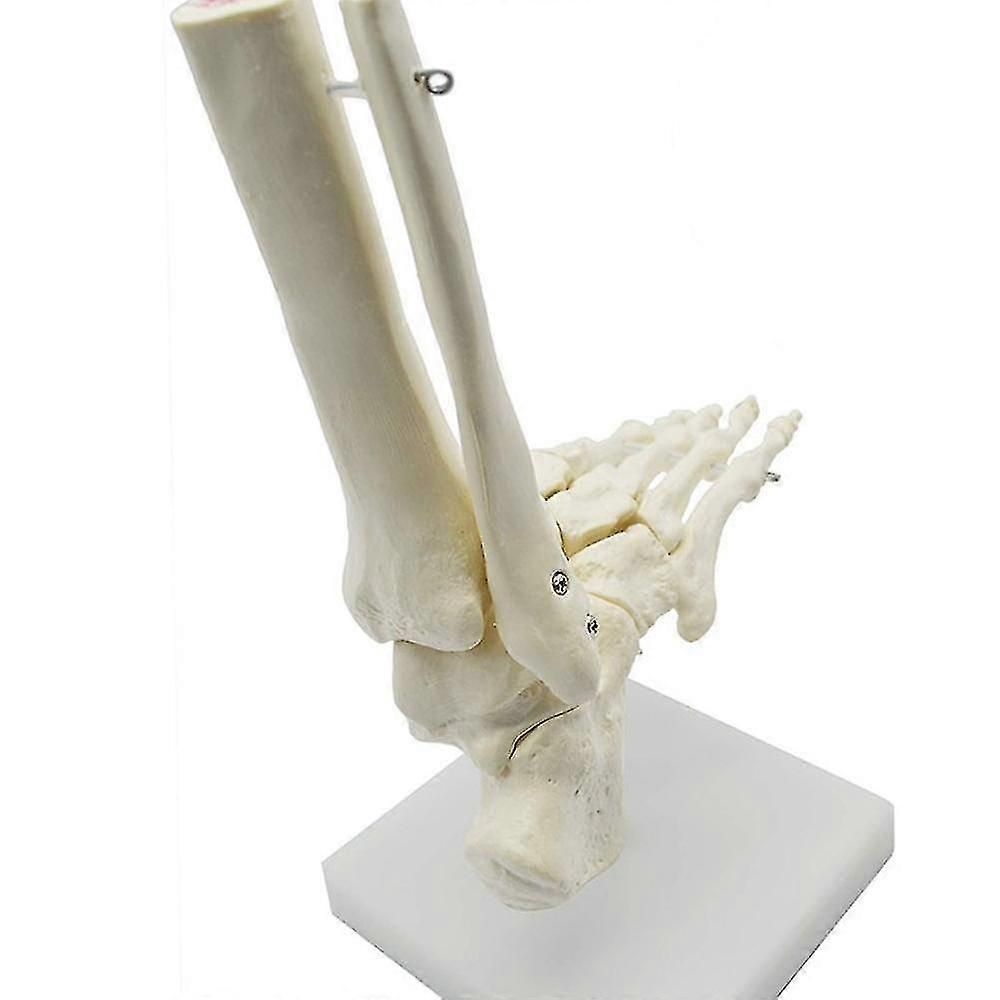 1:1 Human Skeleton Foot Anatomy Model Foot And Ankle With Anatomical ...
