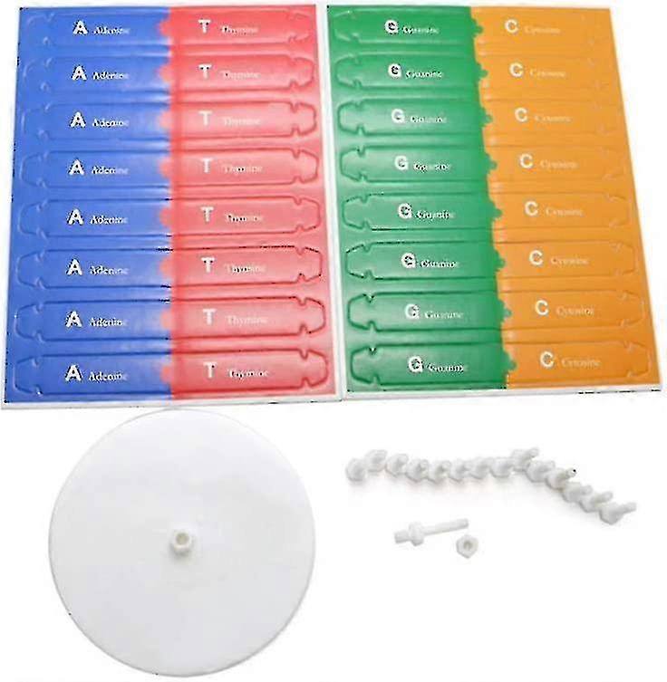 Dna Models Double Helix Model Science Educational Teaching Instrument ...