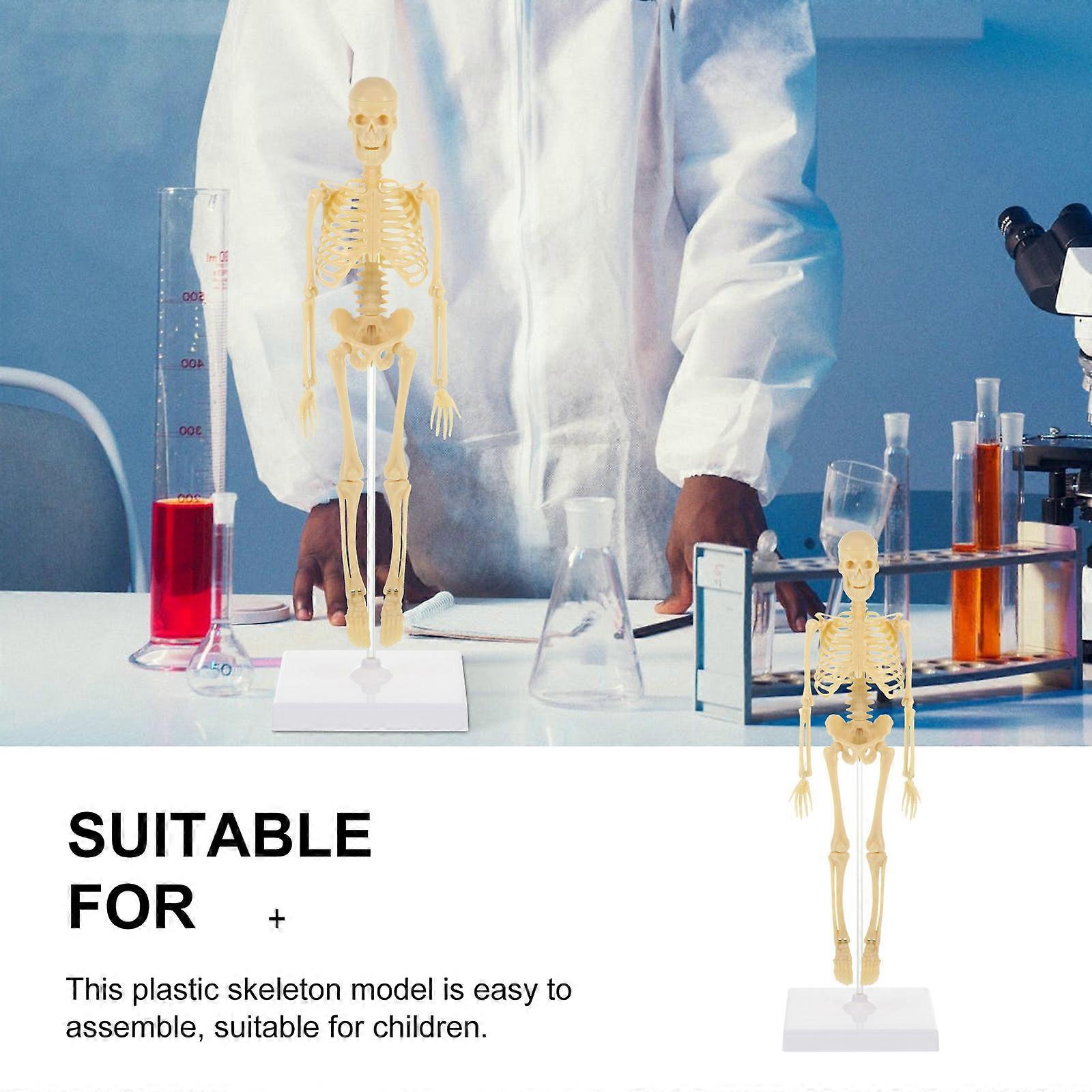 Human Skeleton Model Simulation Mannequin DIY Assembly Manikin Model ...