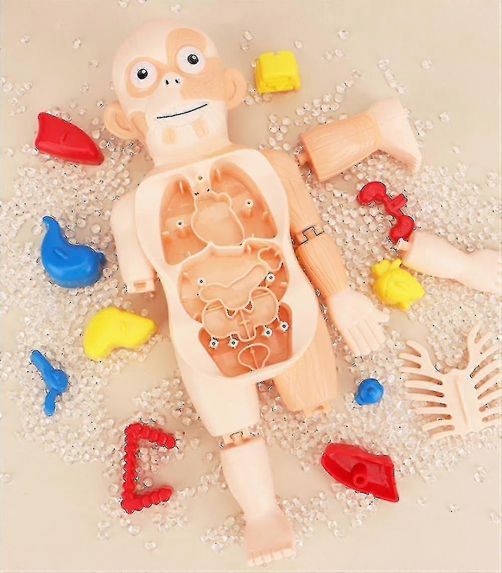 Human Organ Model Human Organ Model, Science Area Production Diy ...