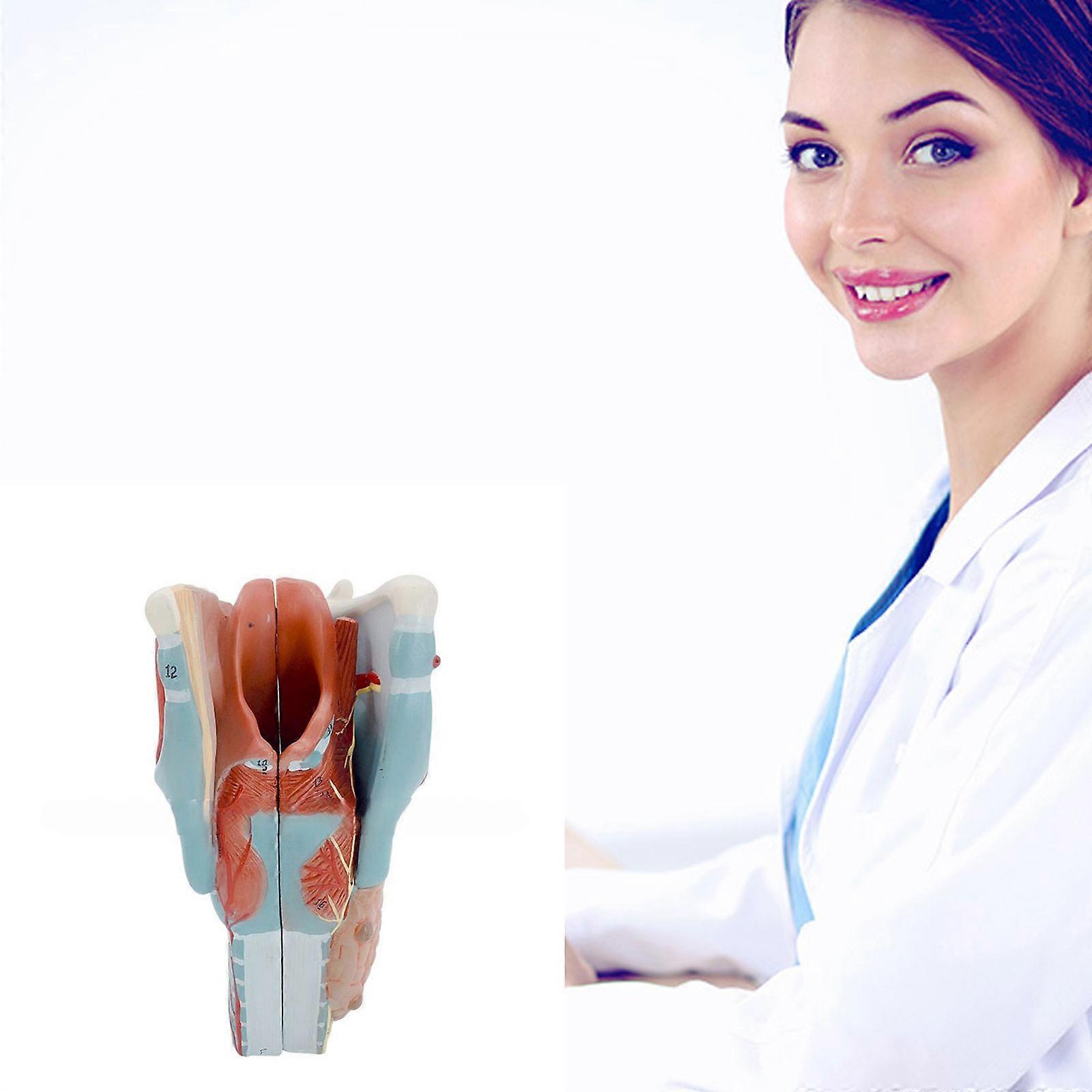 Human Larynx Anatomy Model, 2x Enlarged Anatomical Larynx Model ...