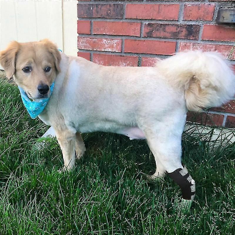 Dog Rear Leg Brace Long Version Canine Hock Wraps With Safety ...