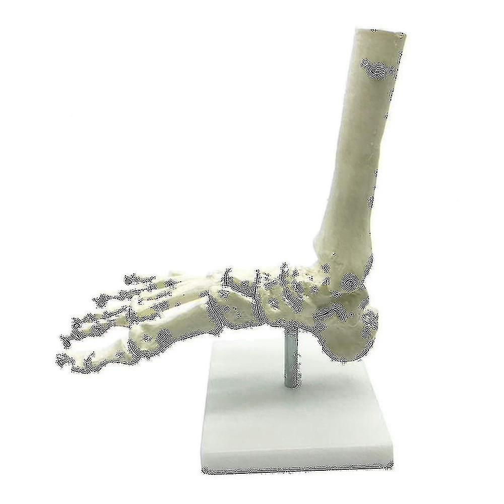 1: 1 Mänskligt skelett fotanatomi modell fot och fotled med anatomisk ...