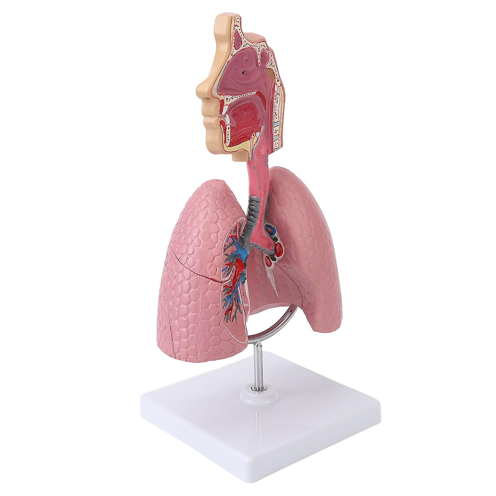 Respiratory System Model with Removable Heart Human Lung Anatomical ...