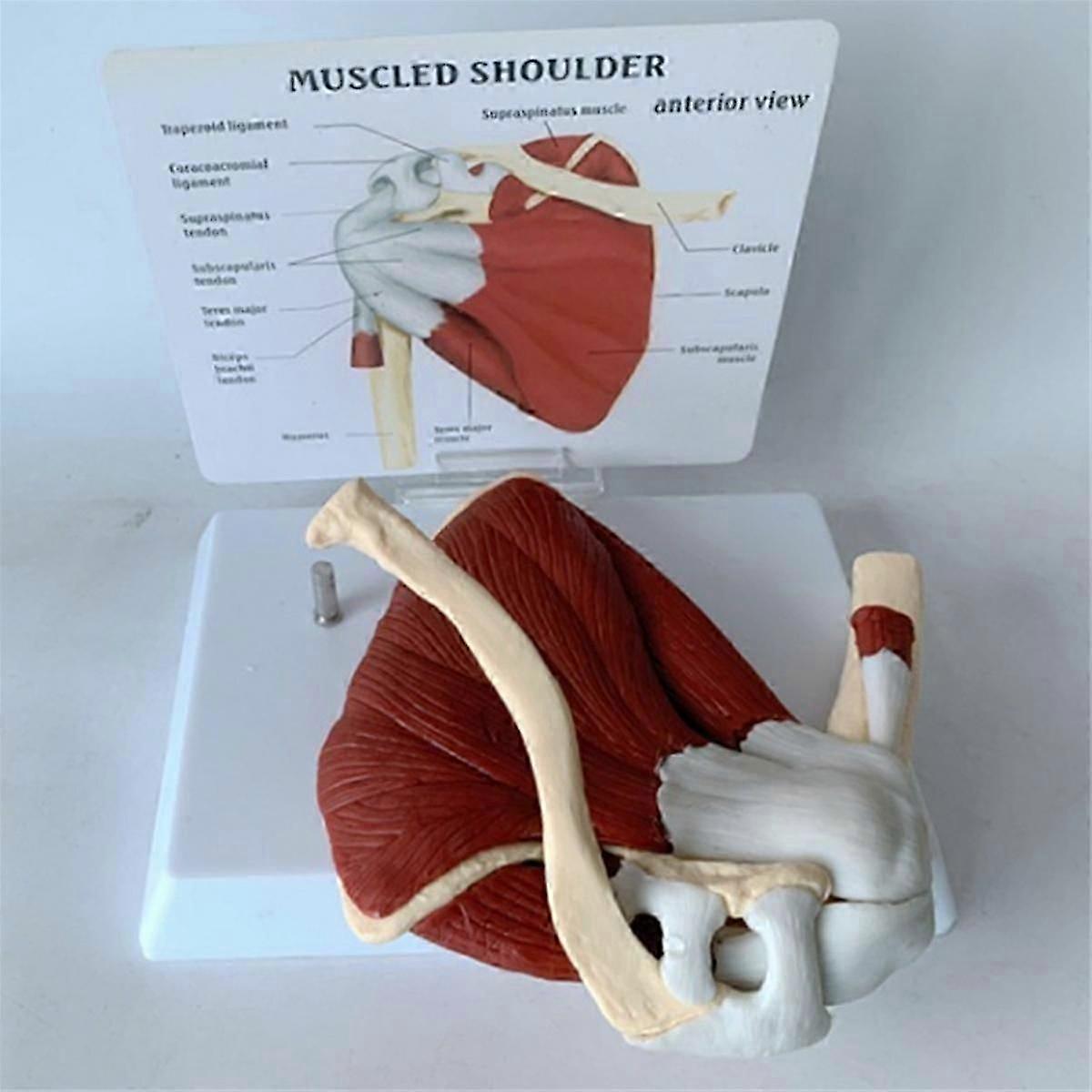 unique Muscle Shoulder Model, Human Anatomy Right Shoulder Joint Muscle ...