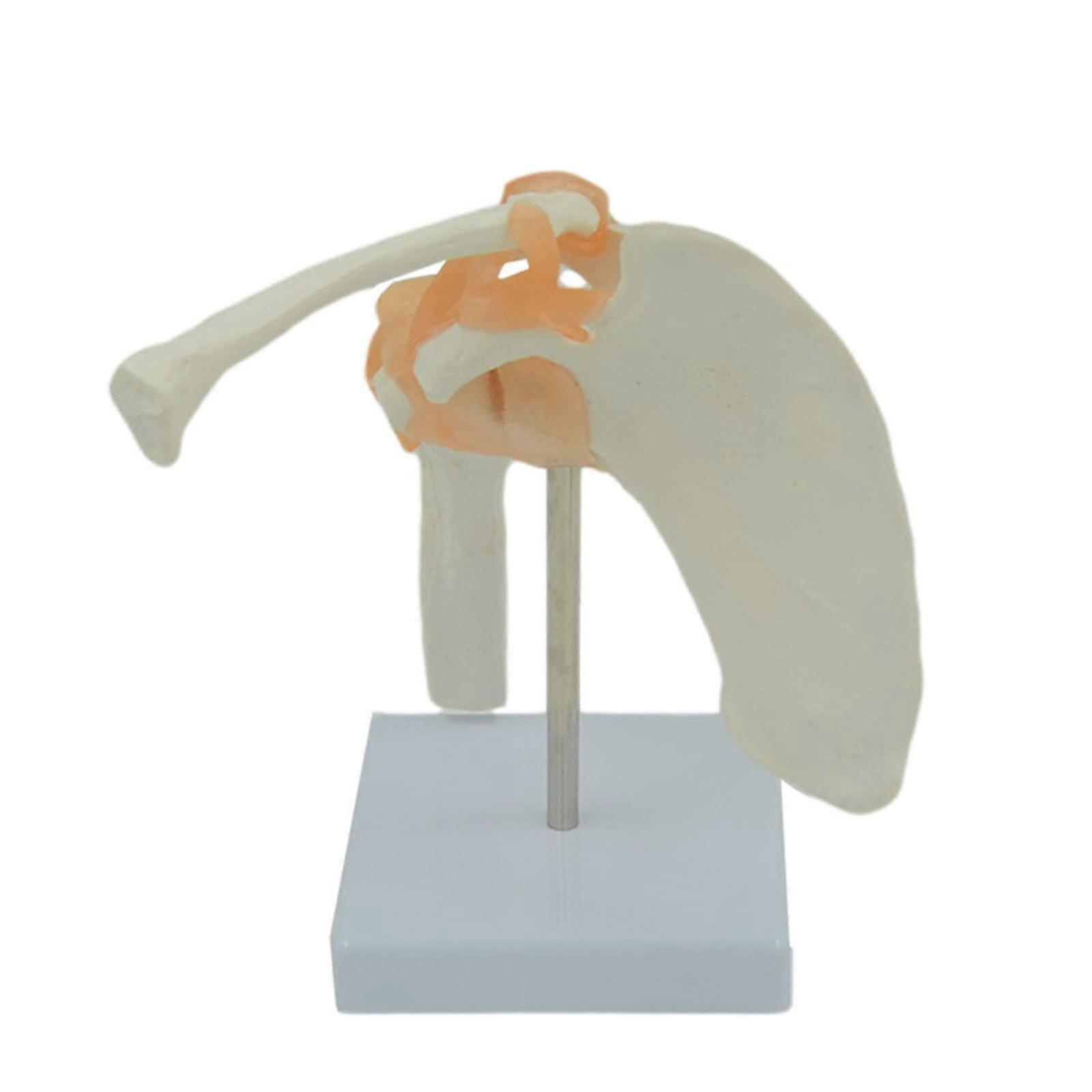 Scientific Medical Shoulder Anatomy Model with Functional Base ...