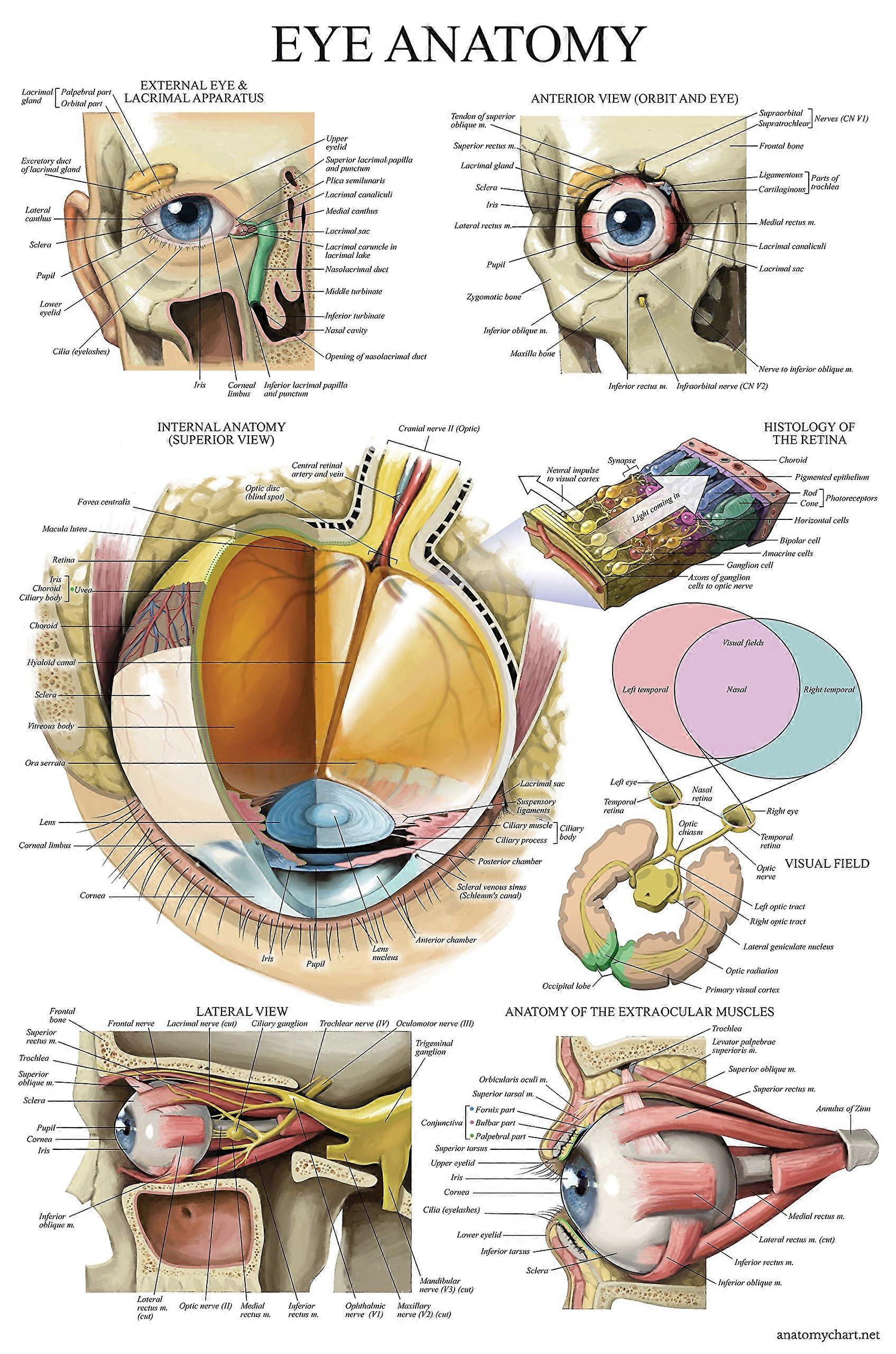 LAMINATED Eye Anatomical Poster - Human Eye Anatomy Chart 18"x24 ...