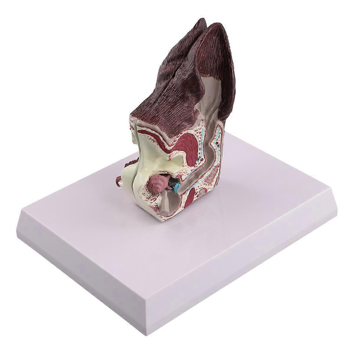 Dog Ear Lesion Animal Anatomy Model Veterinary Science Auxiliary ...