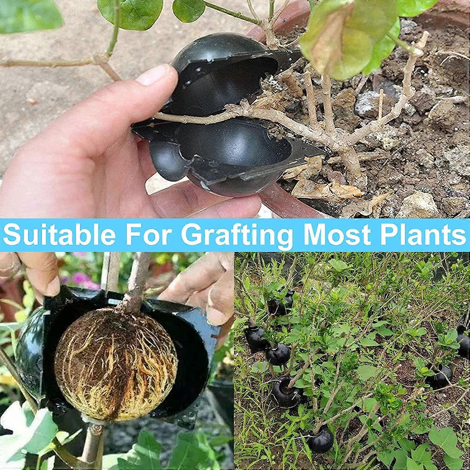 10 Pieces Ball Rooting Box Plant Rooting Box Grafting Box Propagation ...