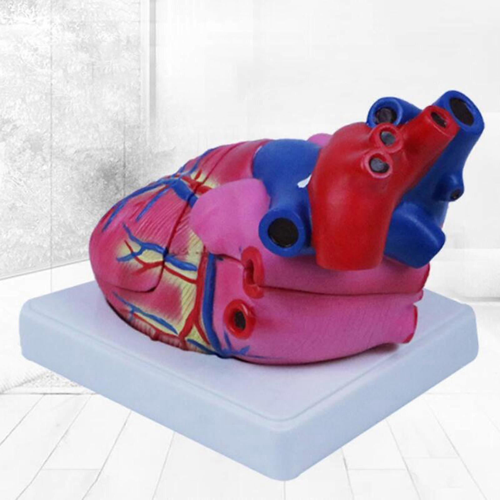 Enlarged Human Heart Anatomical Model Anatomically Accurate Heart Model ...