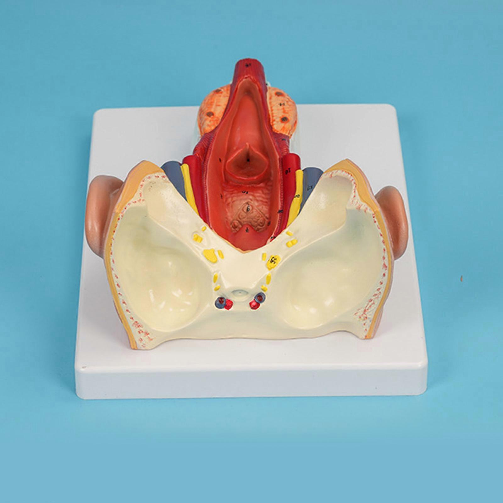 Anatomical Pharyngeal Model for Medical Research Disease Study, Life ...