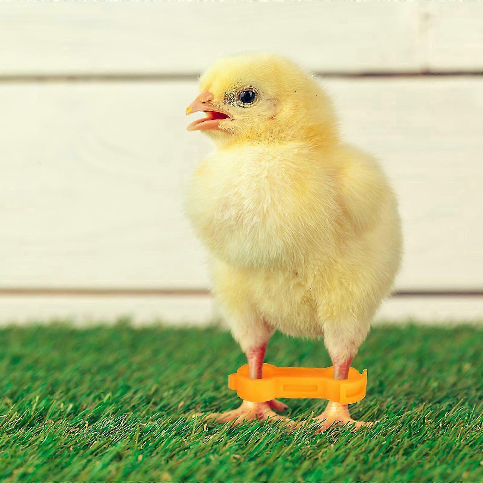 12pcs Chick Leg Stabilizer Baby Birds Splay Correction Band Newborn ...