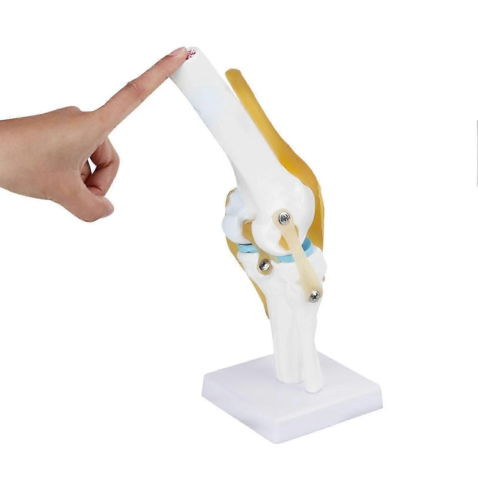 Life Size Human Knee Joint Model For Skeleton Anatomy Study Teach With ...