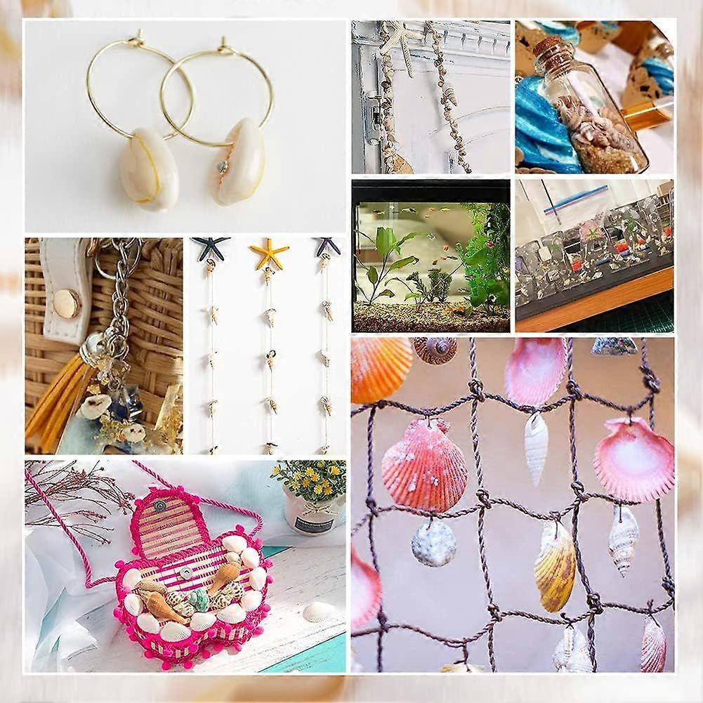 260pcs Sea Shells 4 Styles Ocean Spiral Seashells Tiny Beach Conch ...