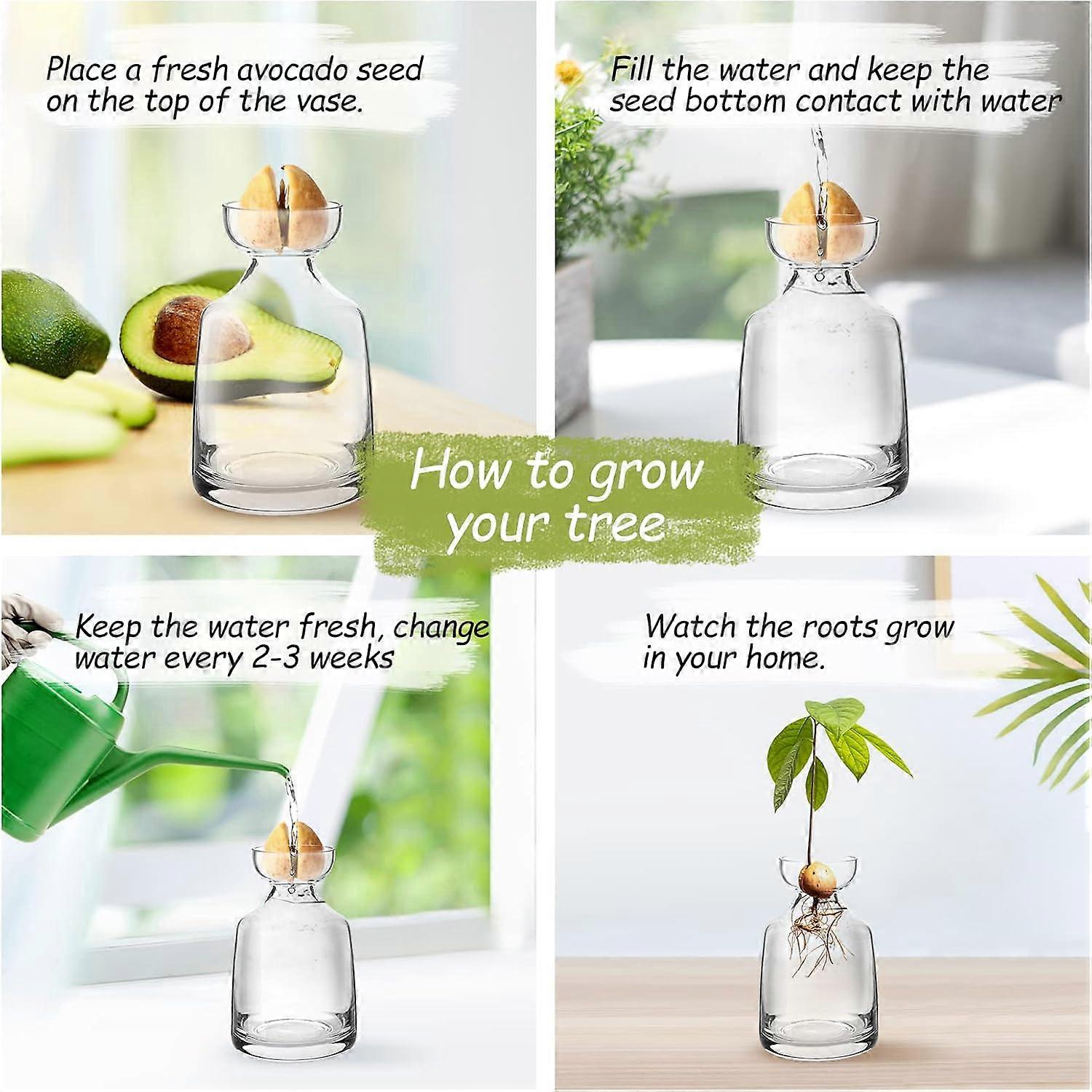 Glass Avocado Tree Flower Vases - Avocado Tree Growing Set Flower ...