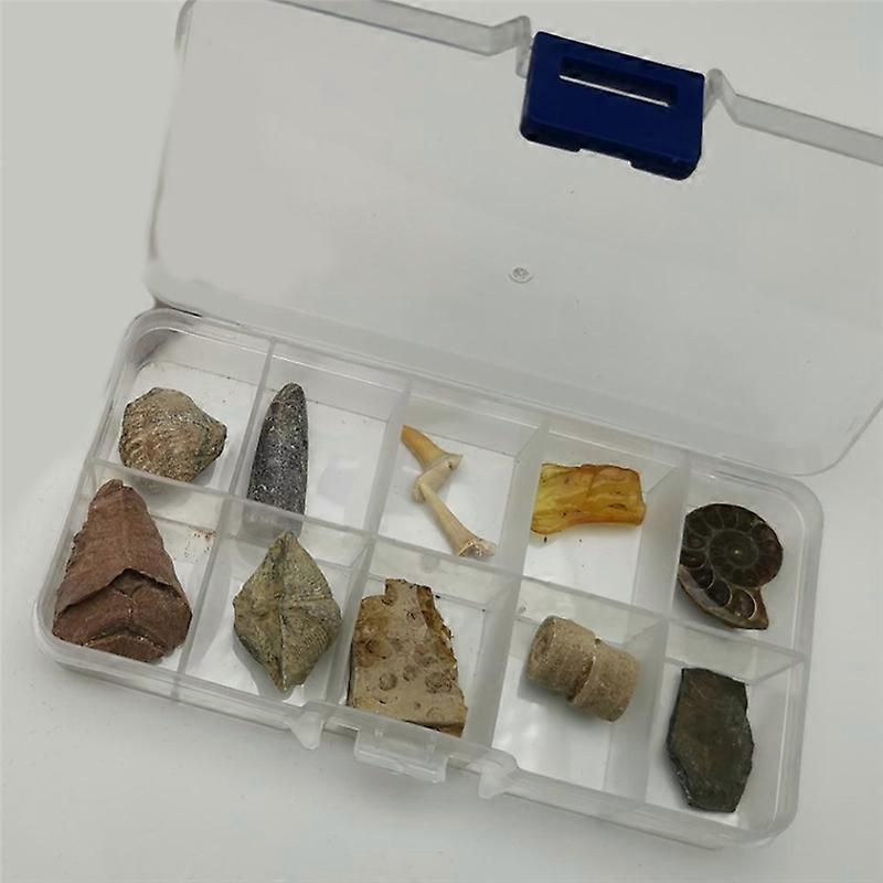 Fossil Fossils Specimen Teaching Kit Model Orthoceras Collection ...