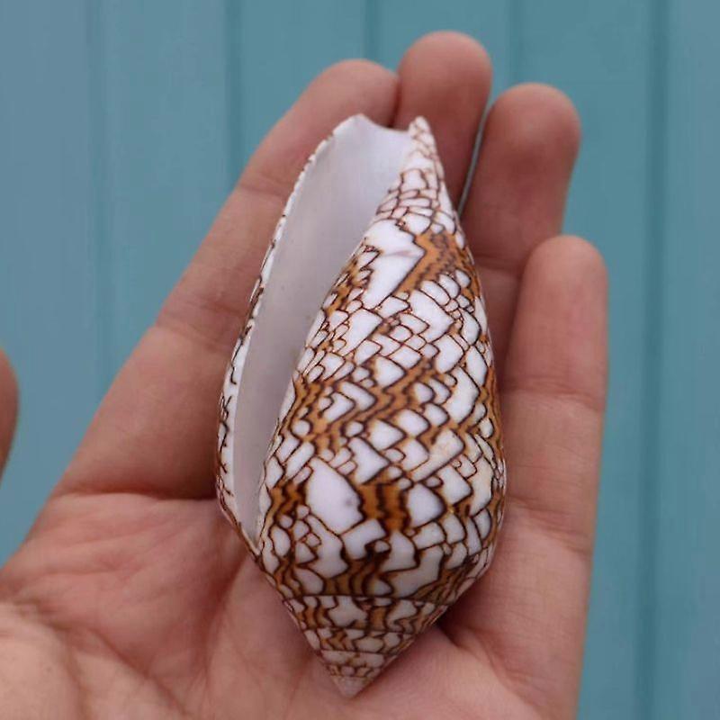 Vase Cone Textile Seashell Decorative Shell For Fish Tank Decor | Fruugo UK