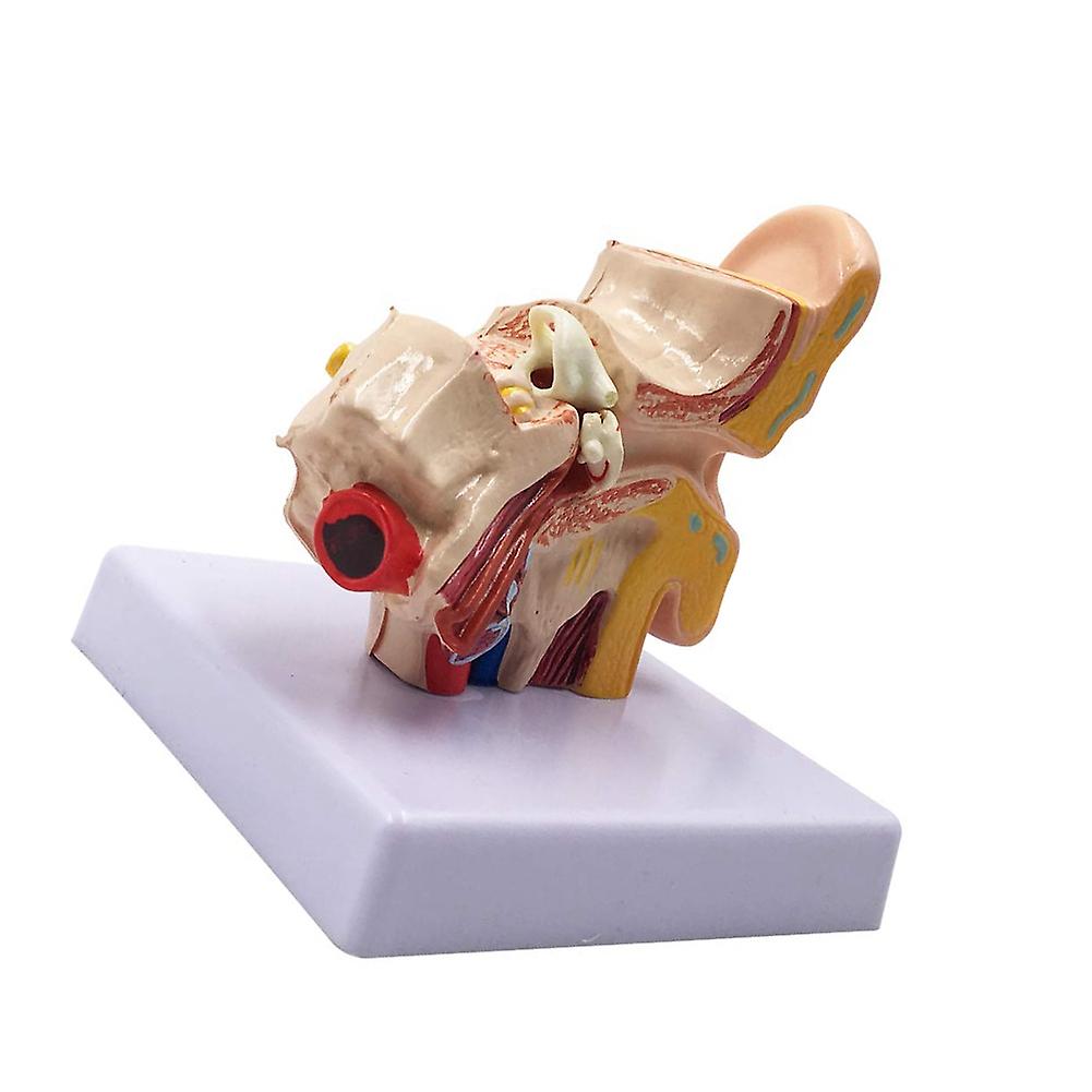 1.5x Human Ear Anatomy Model - Professional Desktop Inner Ear Structure ...