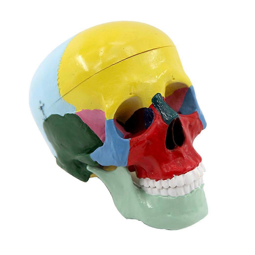 Human Skull Anatomical Model, Life Size Adult Human Anatomy Head ...