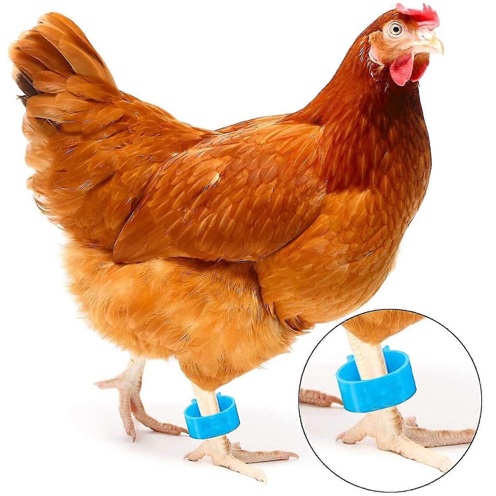 100 Pieces Birds Foot Ring Plastic Pigeon Identification Ring 8mm Foot ...