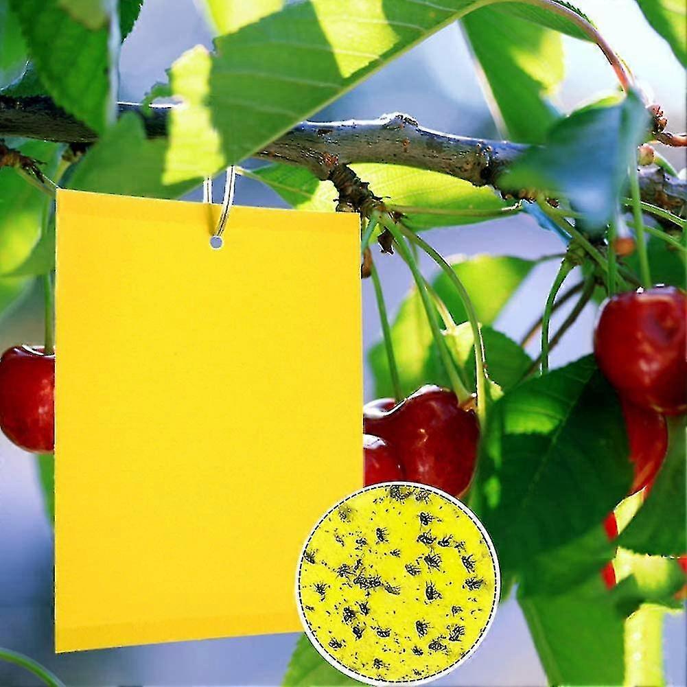 2024 - 100 Pieces Yellow Double Sided Fly Trap, Double Sided Yellow ...