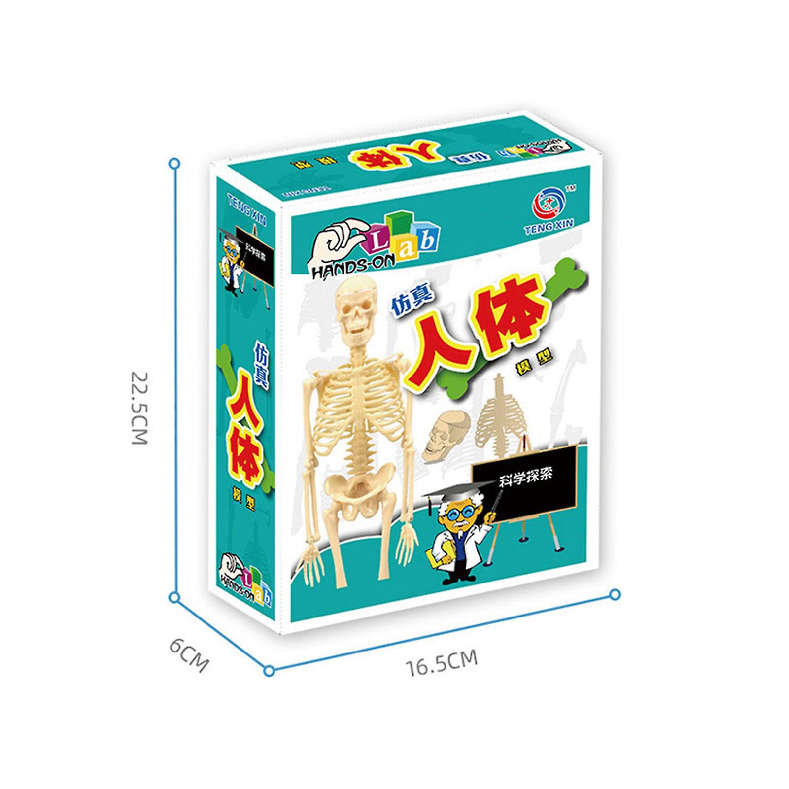 Human Body Model Skeleton Simple Assembly Learning Tool Kit Anatomy ...