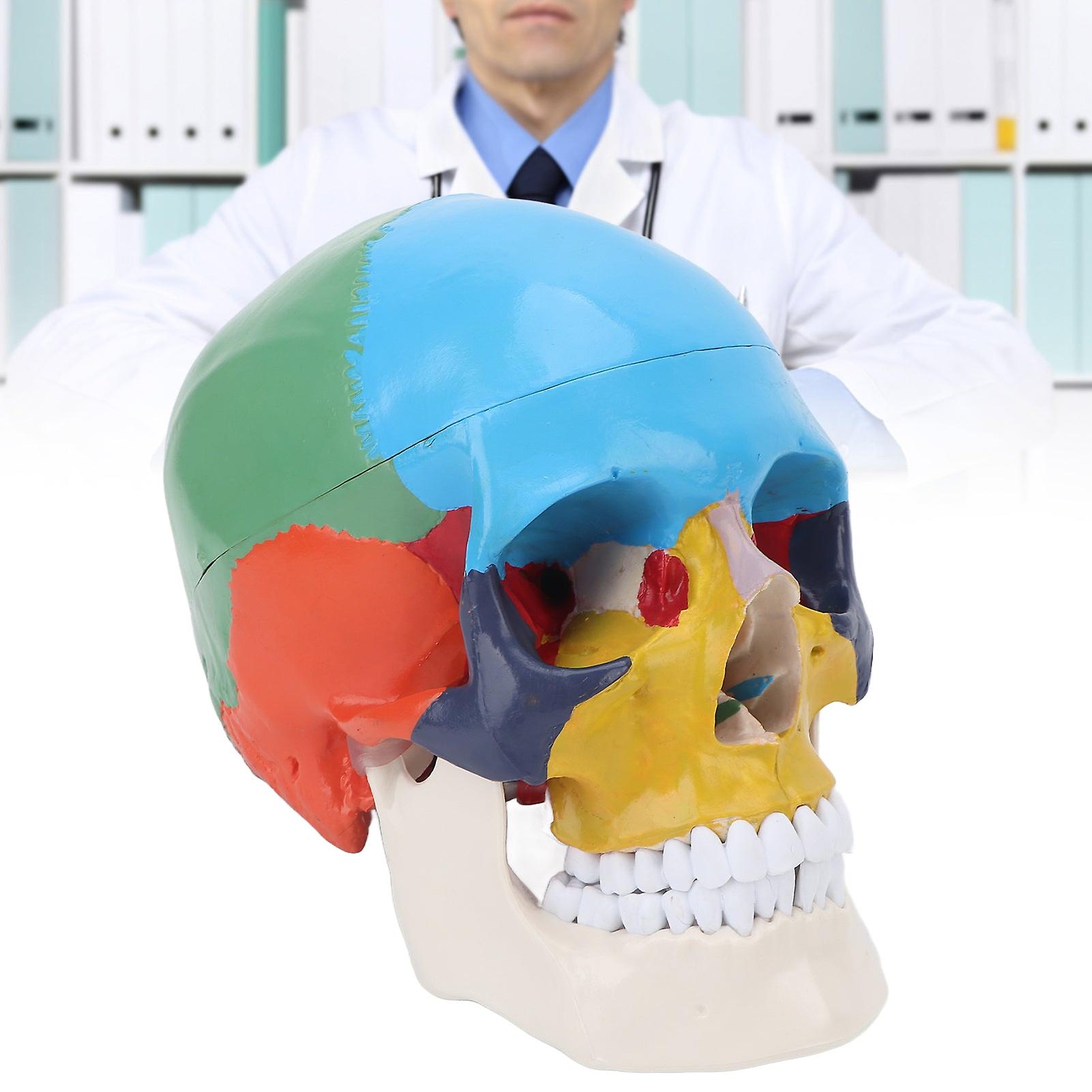 Colored skull model simulated skull model for school hospital | Fruugo NO