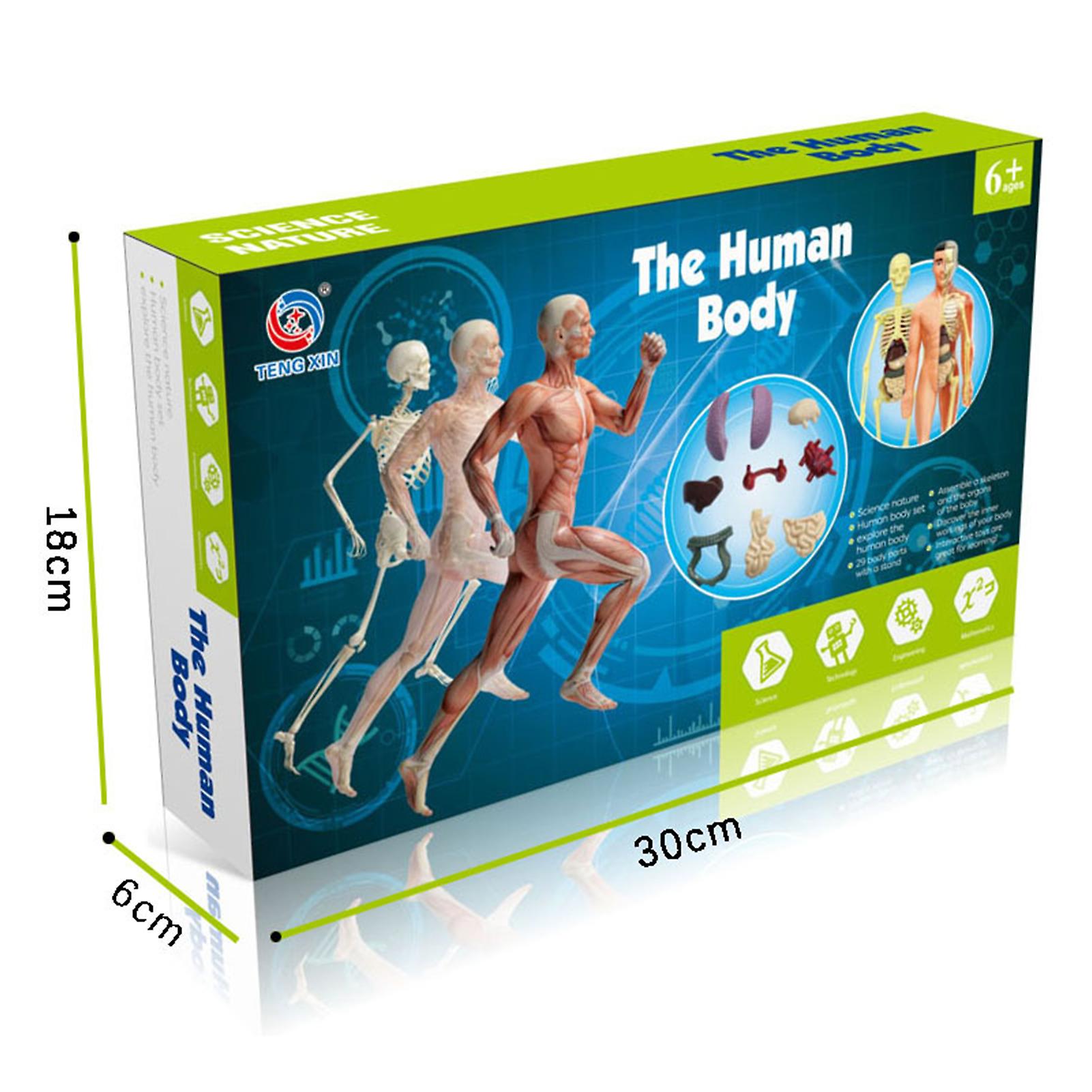 Human Body Model Organs And Bones Simple Assembly Learning Tool Kit ...
