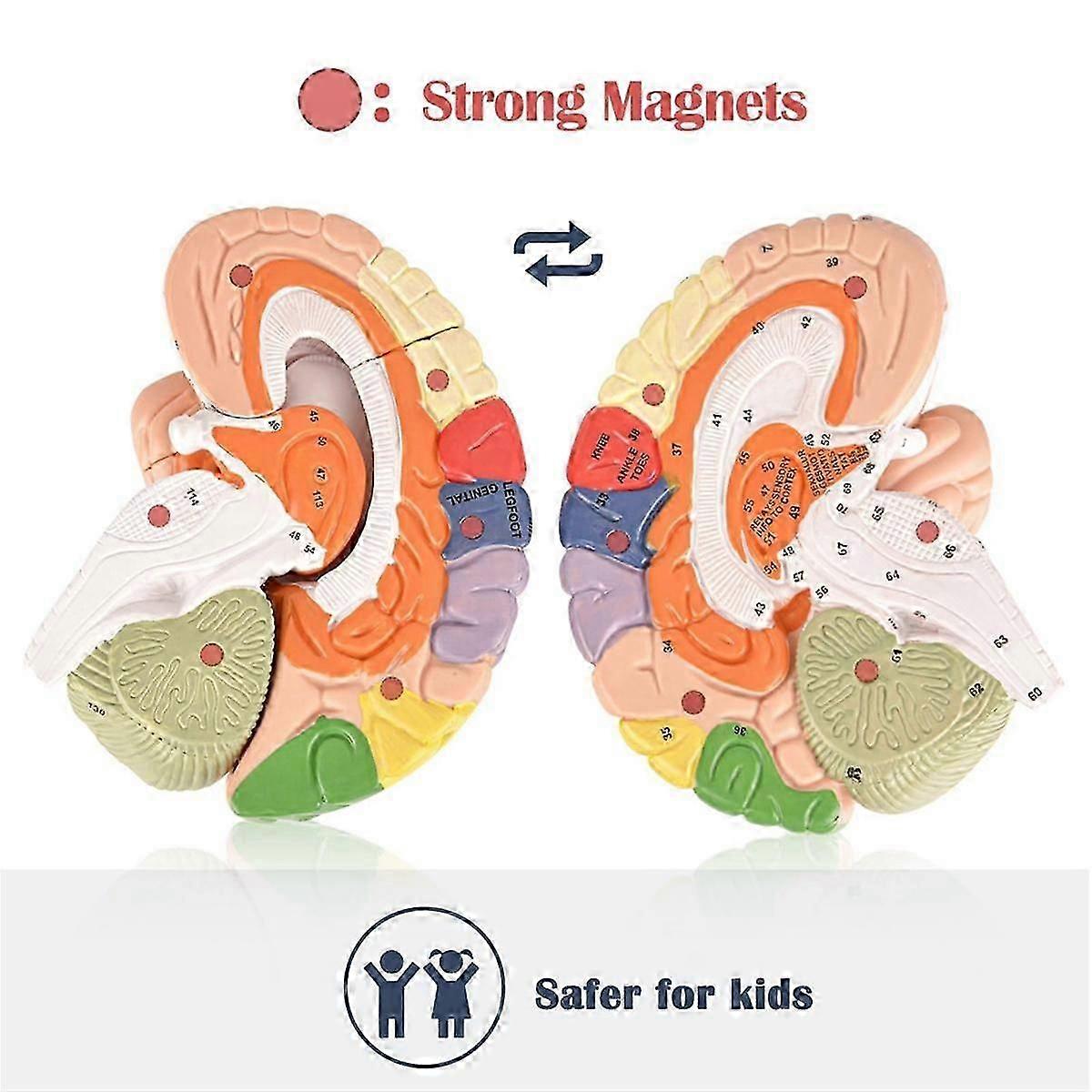 Human Brain Model for Neuroscience, Brain Anatomy Model, Brain Model ...