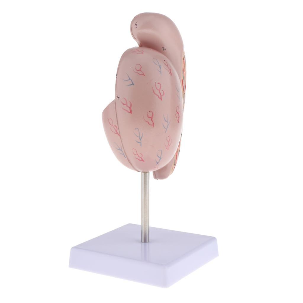 Anatomy Testes Human Model For Teaching | Fruugo BE