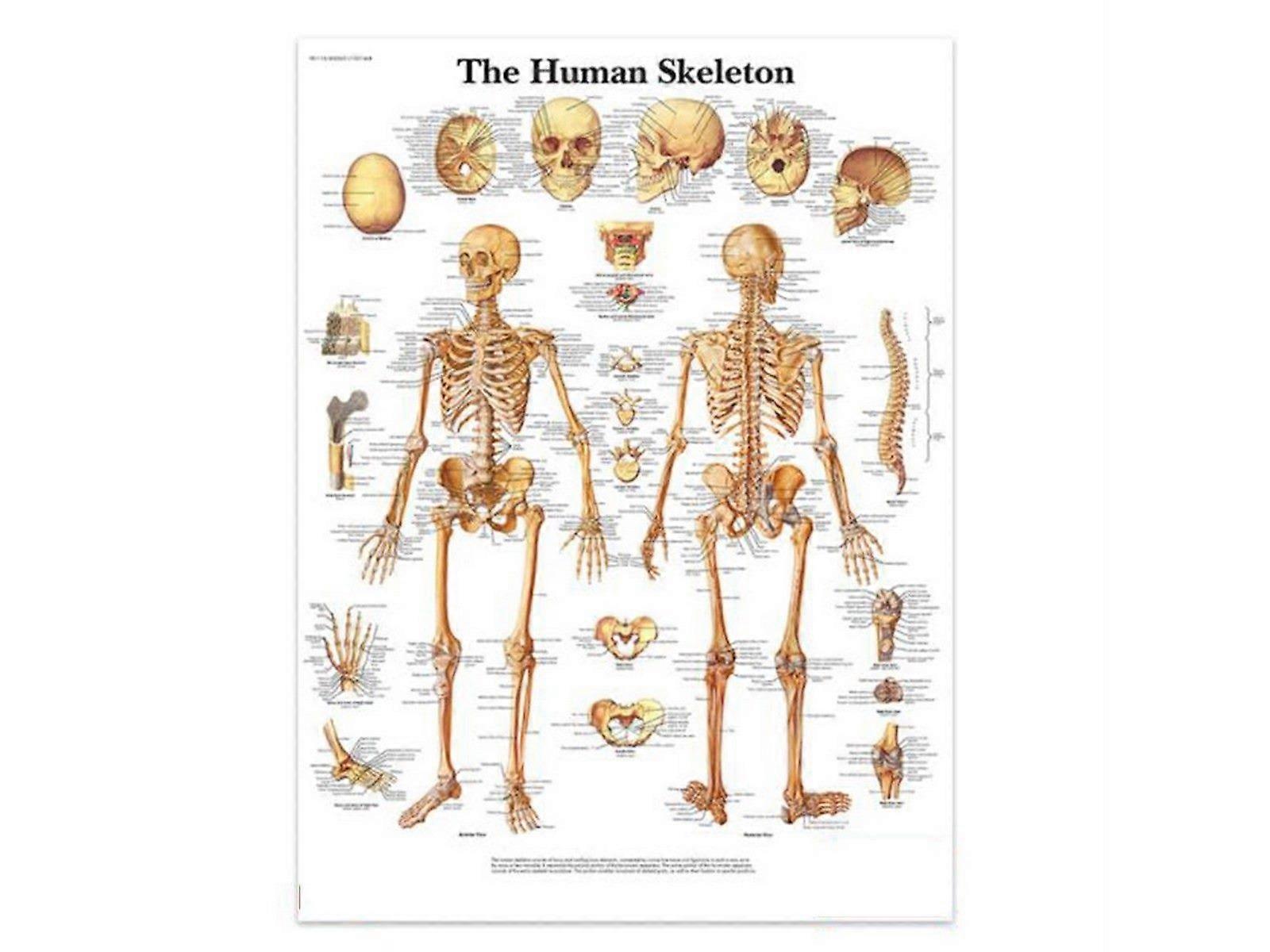 The Human Skeleton Poster Human Body System Anatomical Charts ...
