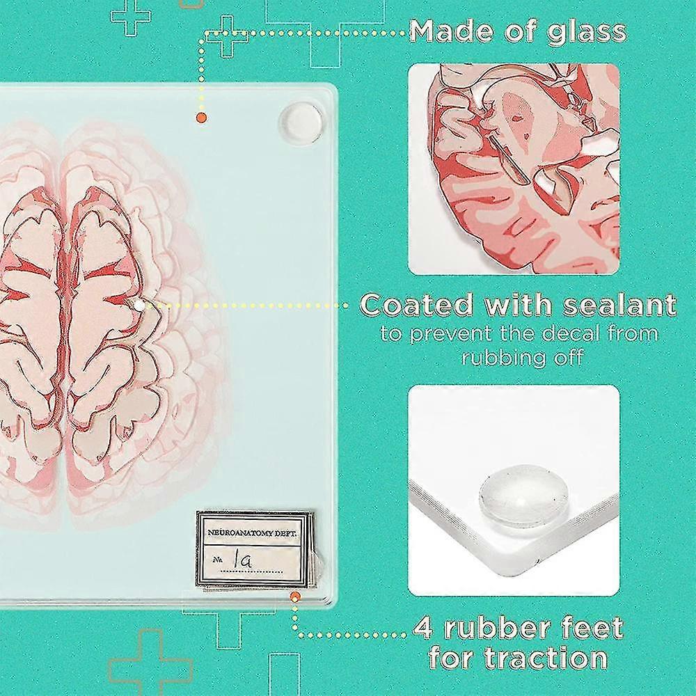 Anatomic Brain Specimen Coasters-gifts For Medical Student Gifts Brain ...