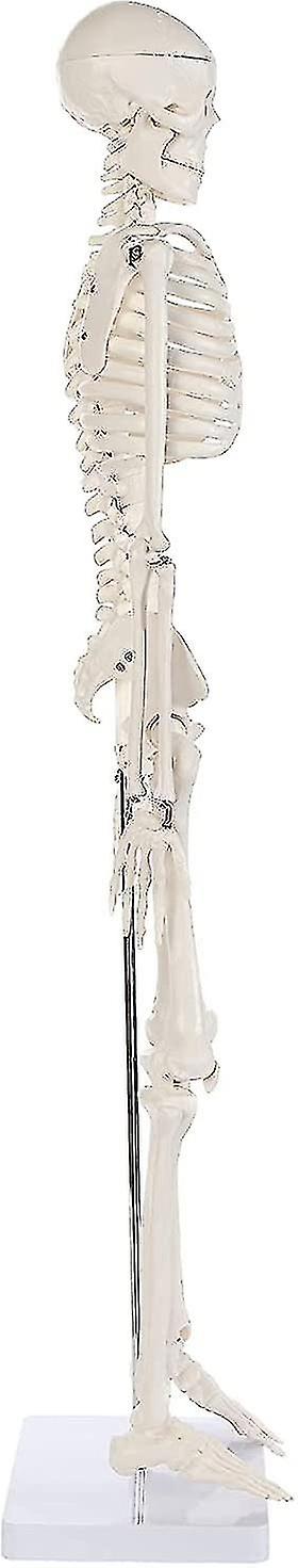 Human Skeleton Skeleton Model Adult Skeleton Spinal Disc Joint Medical ...