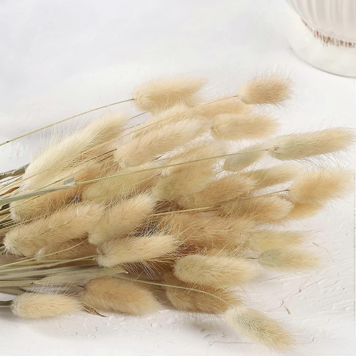 60 Pieces Natural Dried Flowers Bunny Tail Pampas Grass Fluffy Lagurus ...