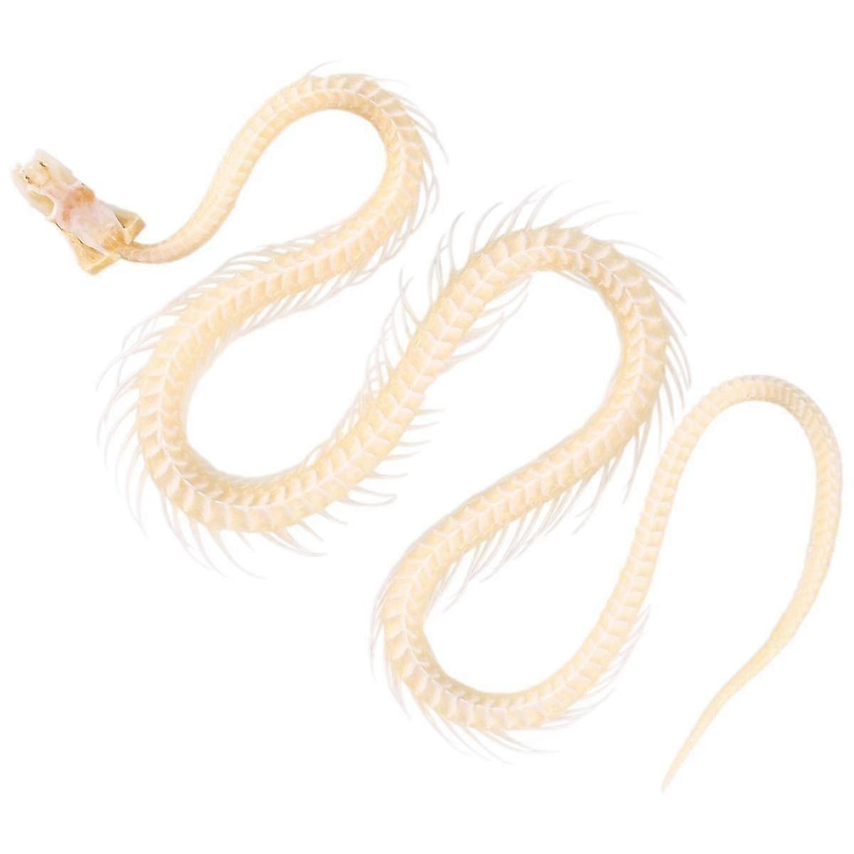 Real Snake Skeleton Animal Specimen in Science Classroom Specimens for ...