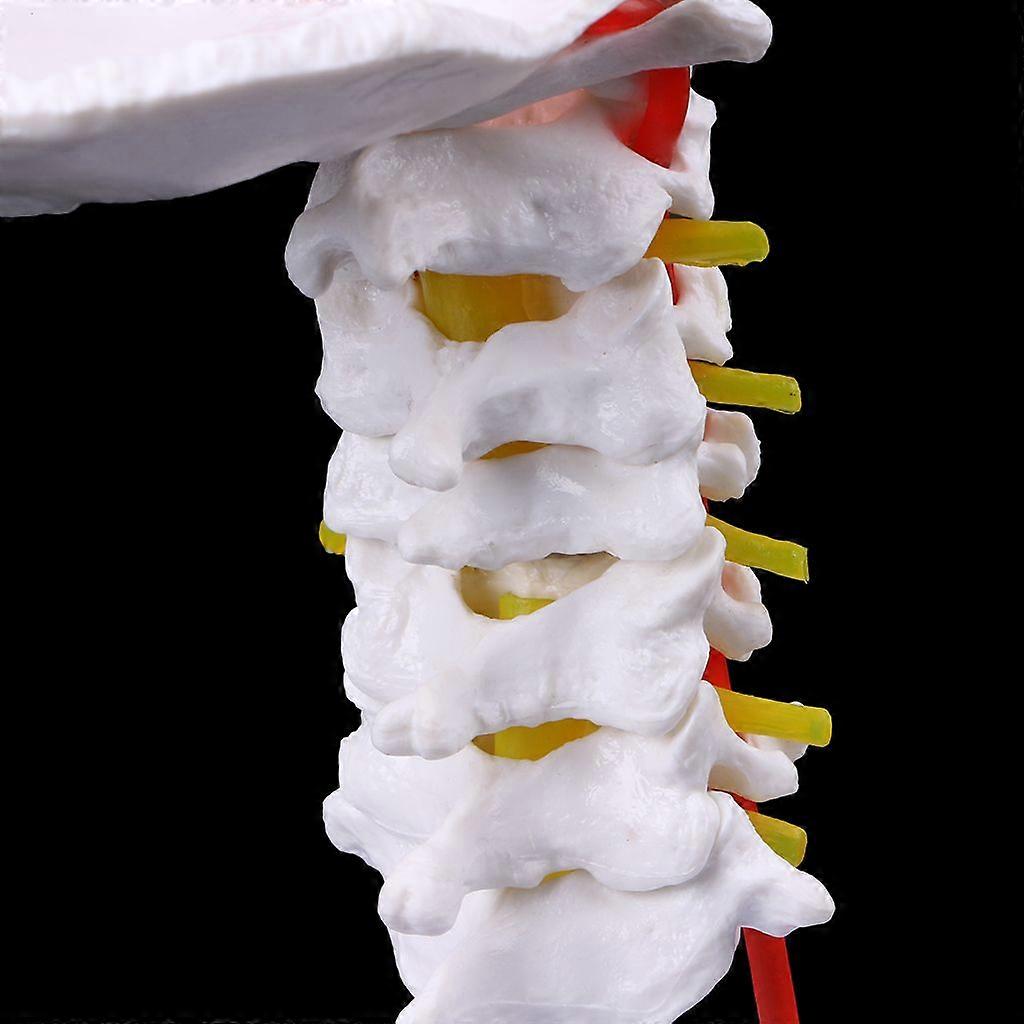 Cervical Vertebra Arteria Spine Spinal Nerves Anatomical Model Life ...