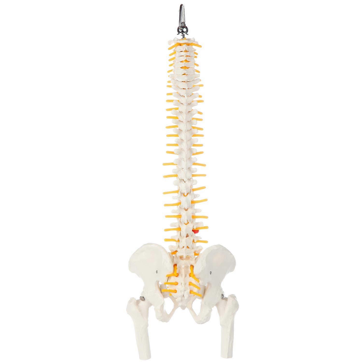 15.5" Mini Spine Model with Vertebrae,Nerves,Arteries, Lumbar Column ...