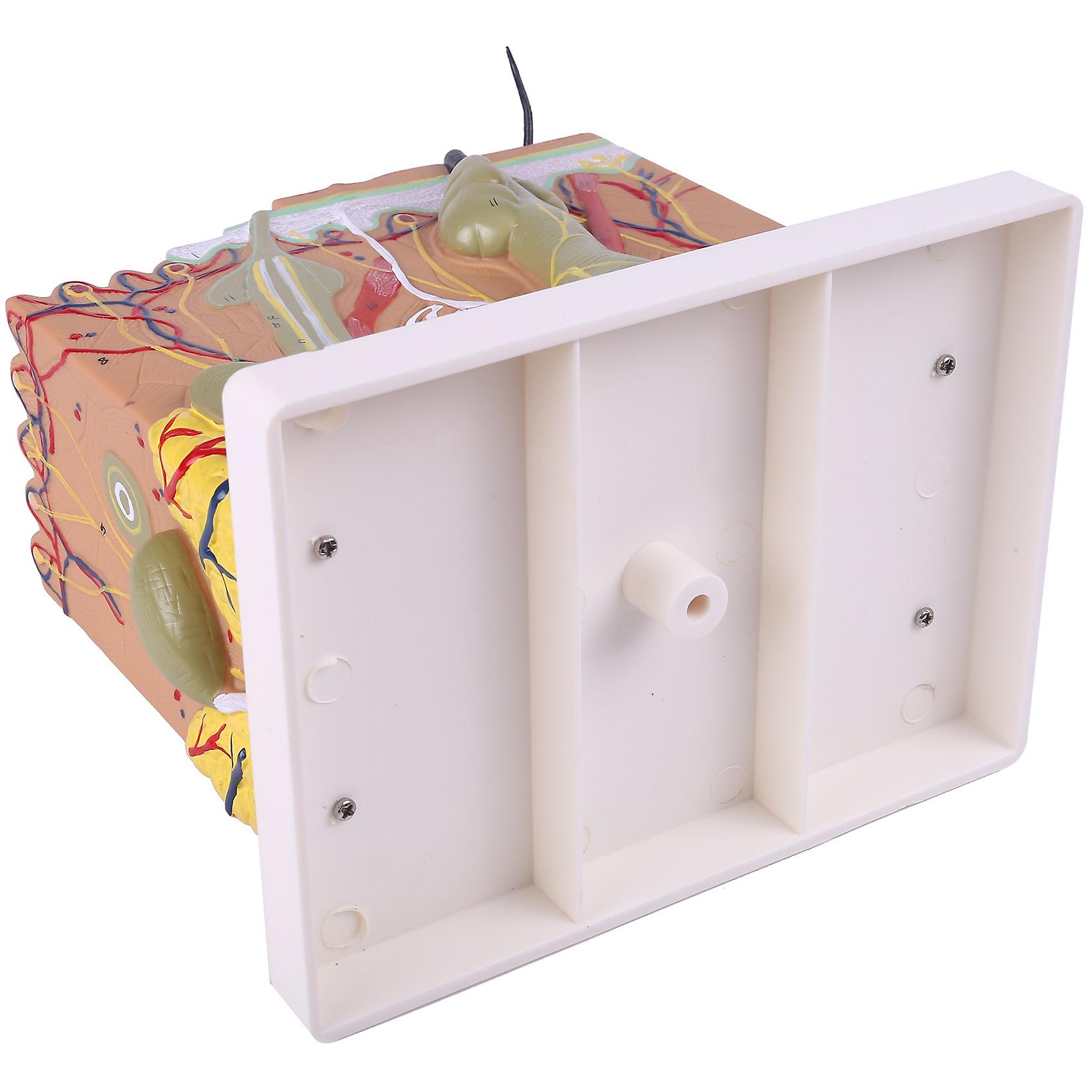 Skin Model, 50X Skin and Hair Structure Enlarge Model Anatomical Model ...