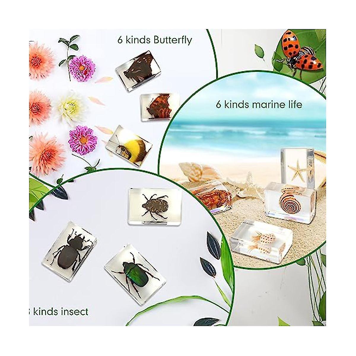 50pcs Insect In Resin Bulk Specimen Bugs Collection Different Specimen ...