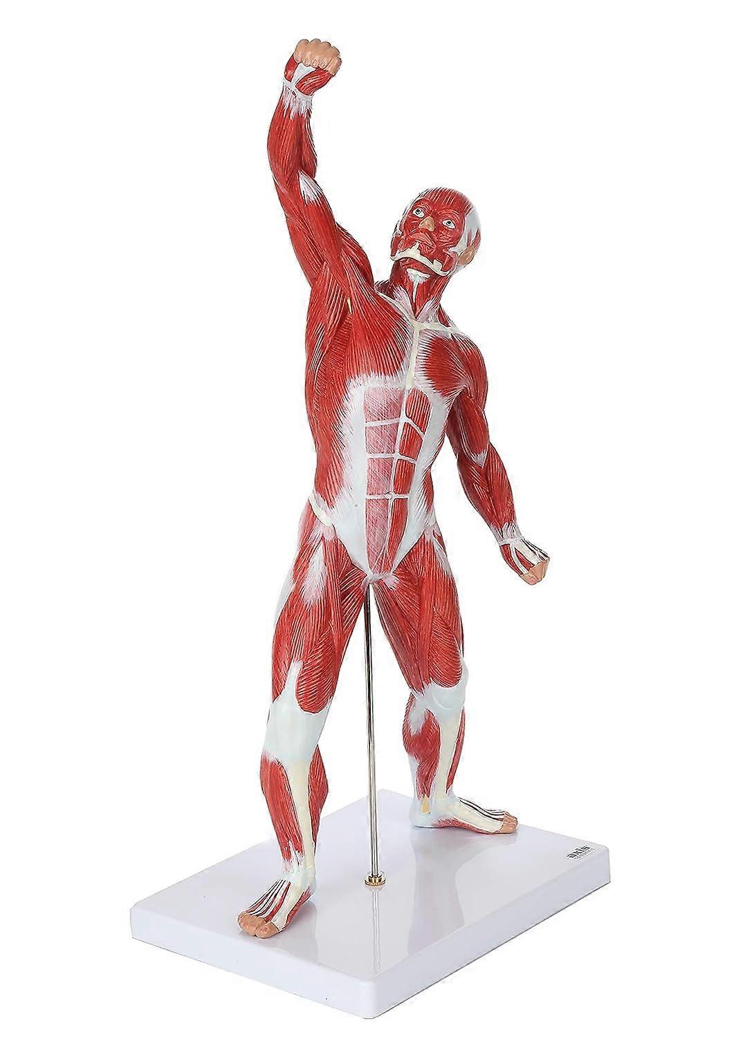 Miniature Muscular System Model, 20 Human Muscles Anatomy Model ...