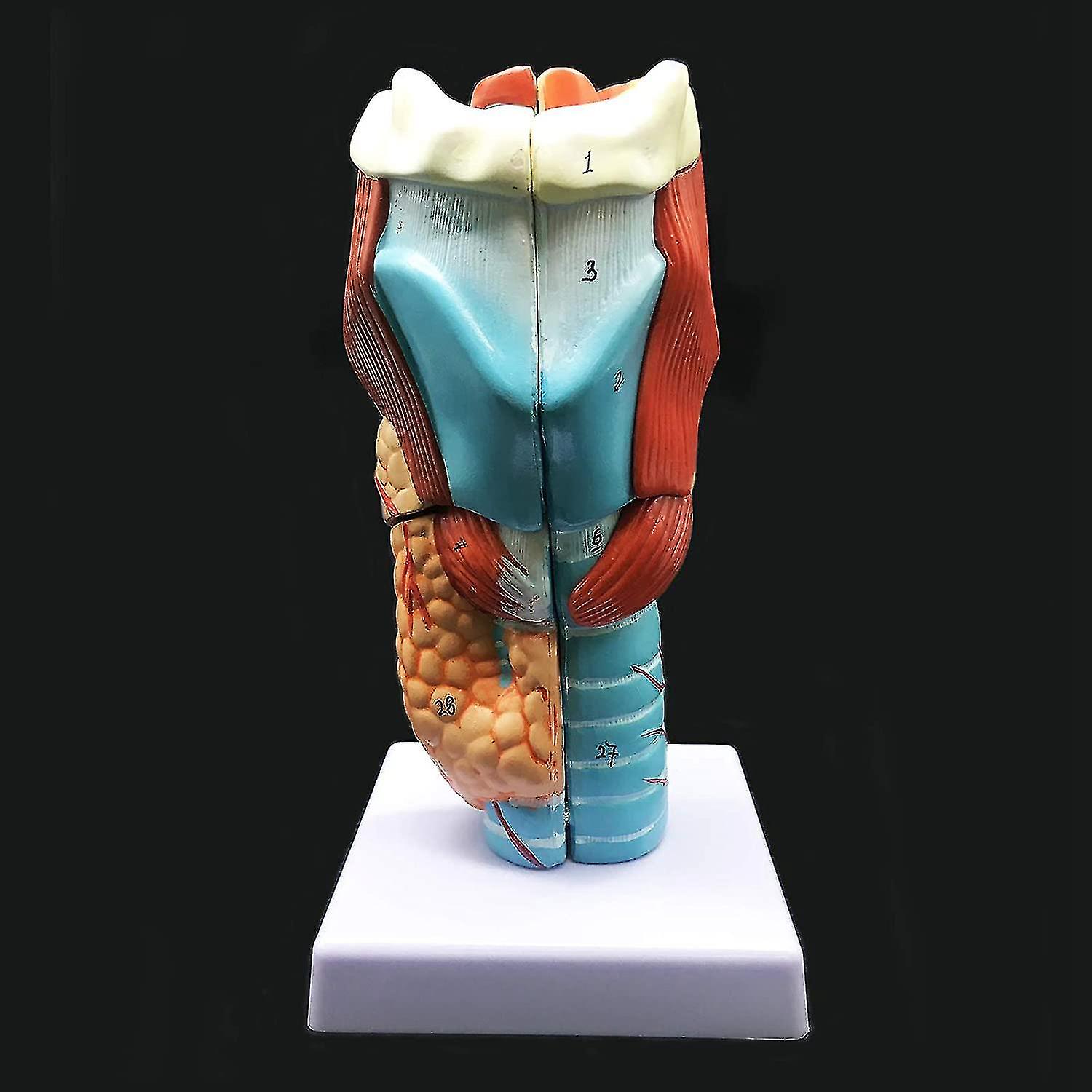 2x Modèle de gorge humaine agrandi, modèle anatomiquement précis de la ...