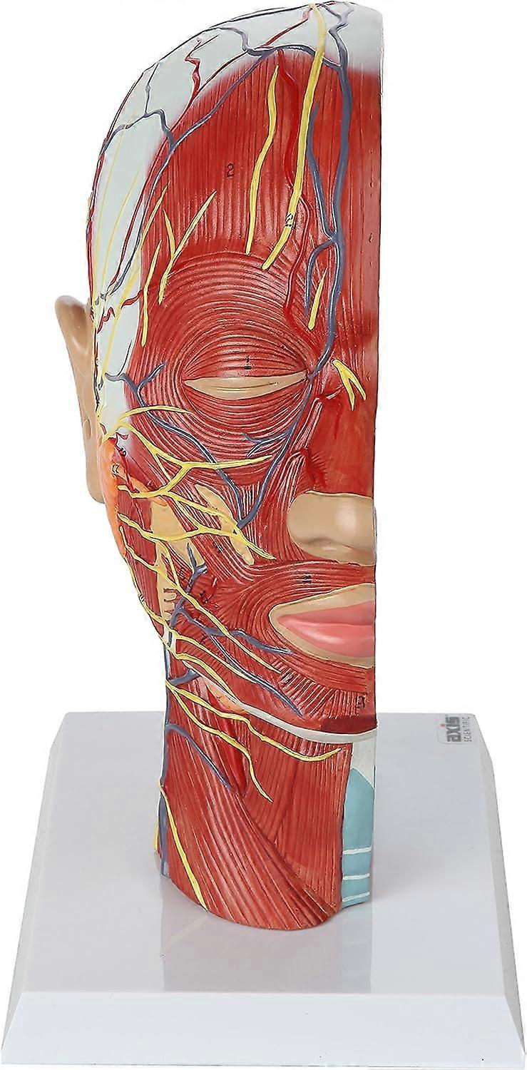 Human Head Model | Anatomy Model Features Half Head, Muscular Anatomy ...