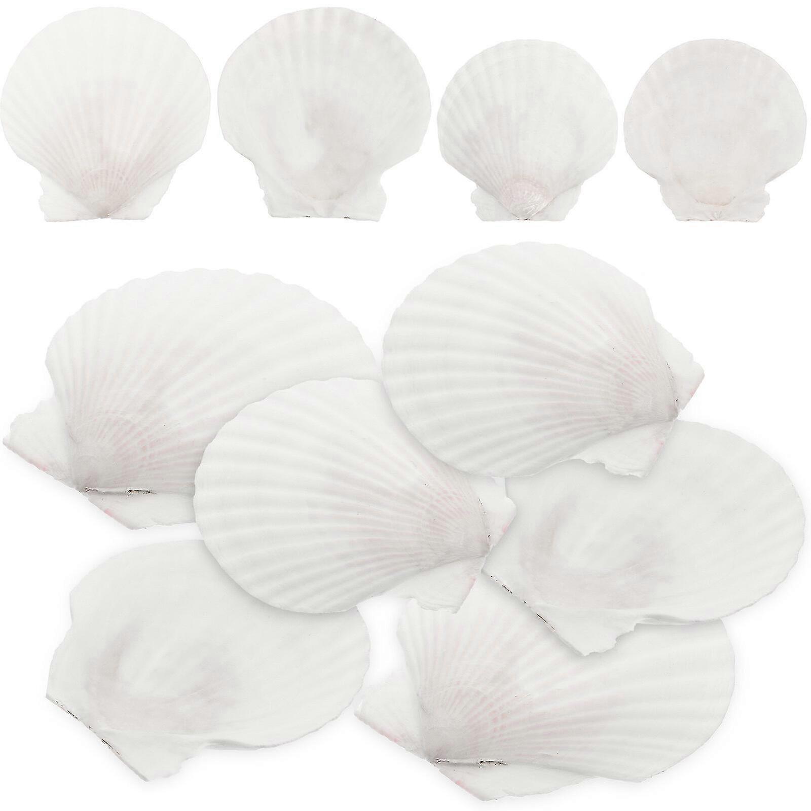 10pcs witte sint-jakobsschelpen schelp schelpen grote natuurlijke ...