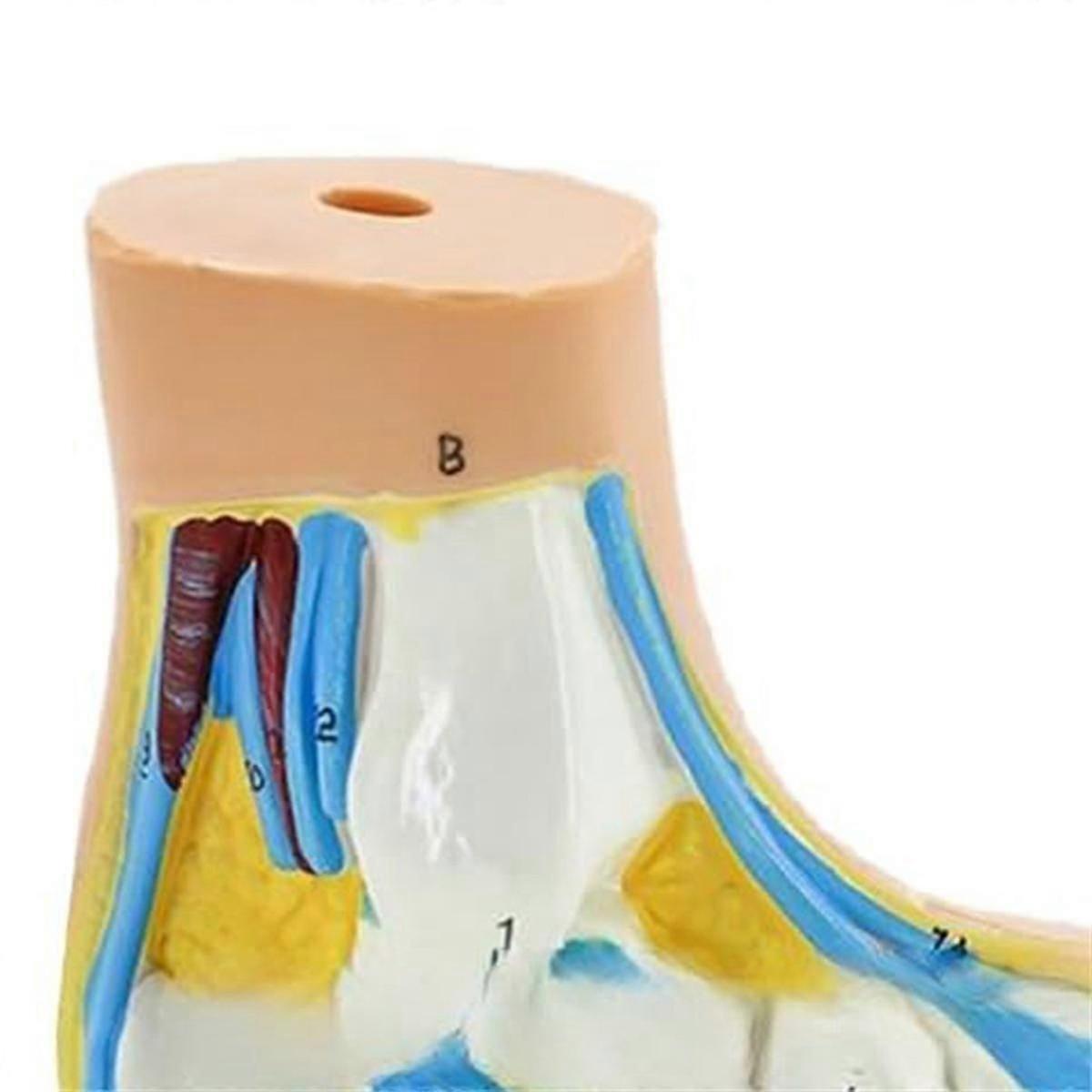 2025 Foot Anatomy Model, Human Anatomy Foot Model, Normal Flat Arched ...