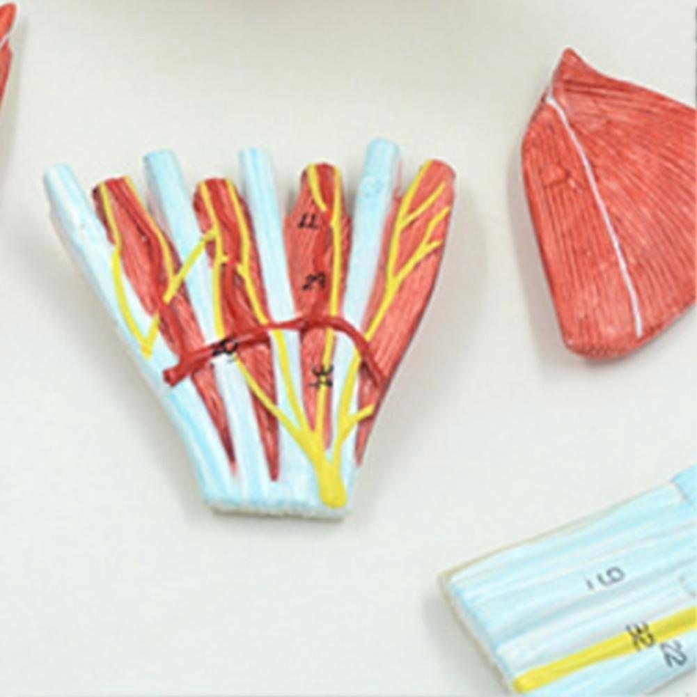 Medical Anatomical Hand Skeleton Model With Muscles, Ligaments, Nerves ...
