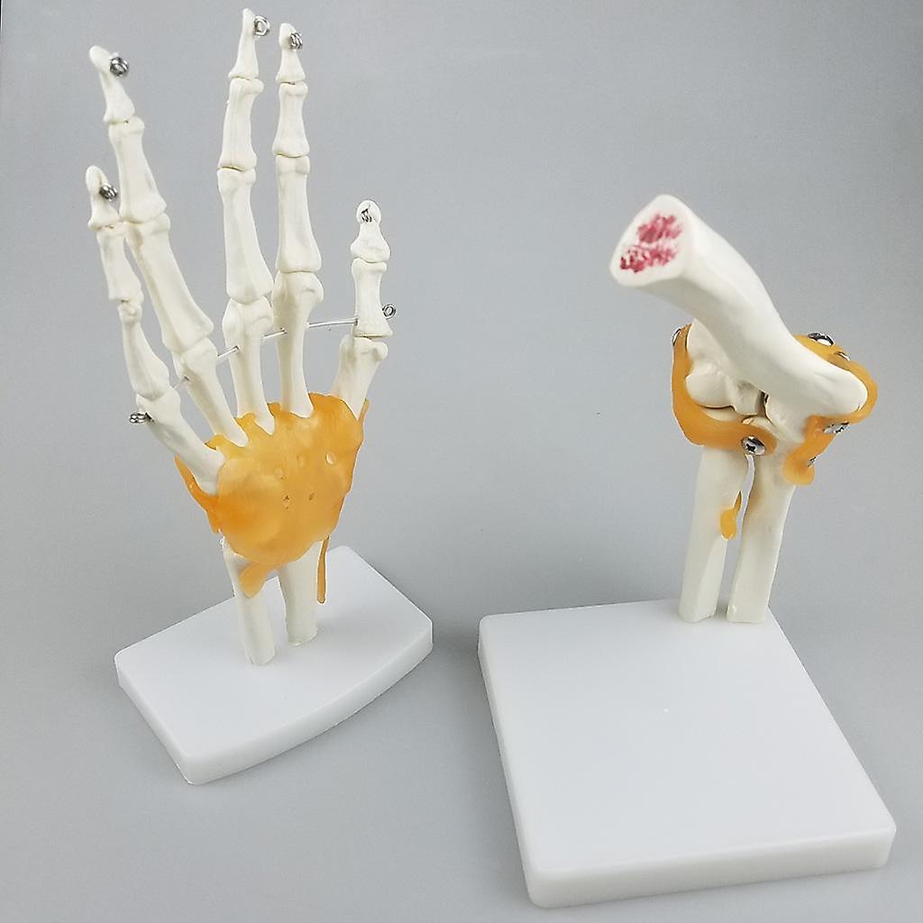 Life Size Hand Joint Model Human Anatomy Model Kids Learning Tools ...