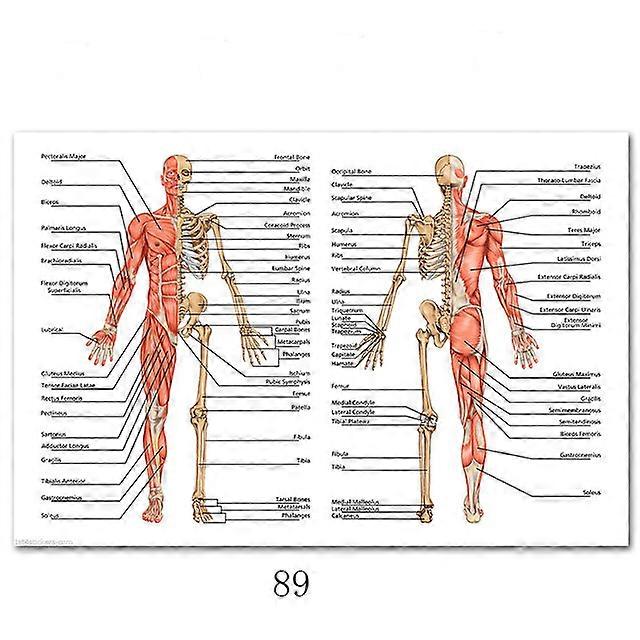 Muscular System Posters Silk Cloth Anatomy Chart Human Body School ...