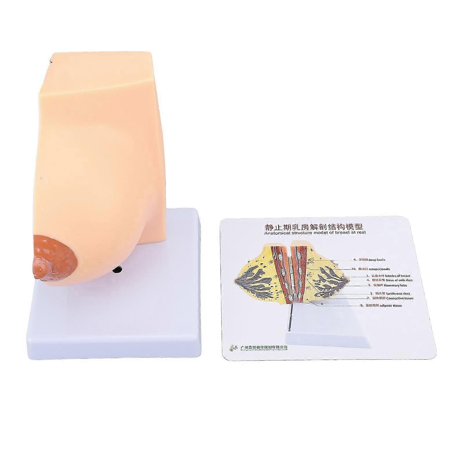 Human Female Anatomical Chest Model PVC Quiescent Chest Anatomy Model ...