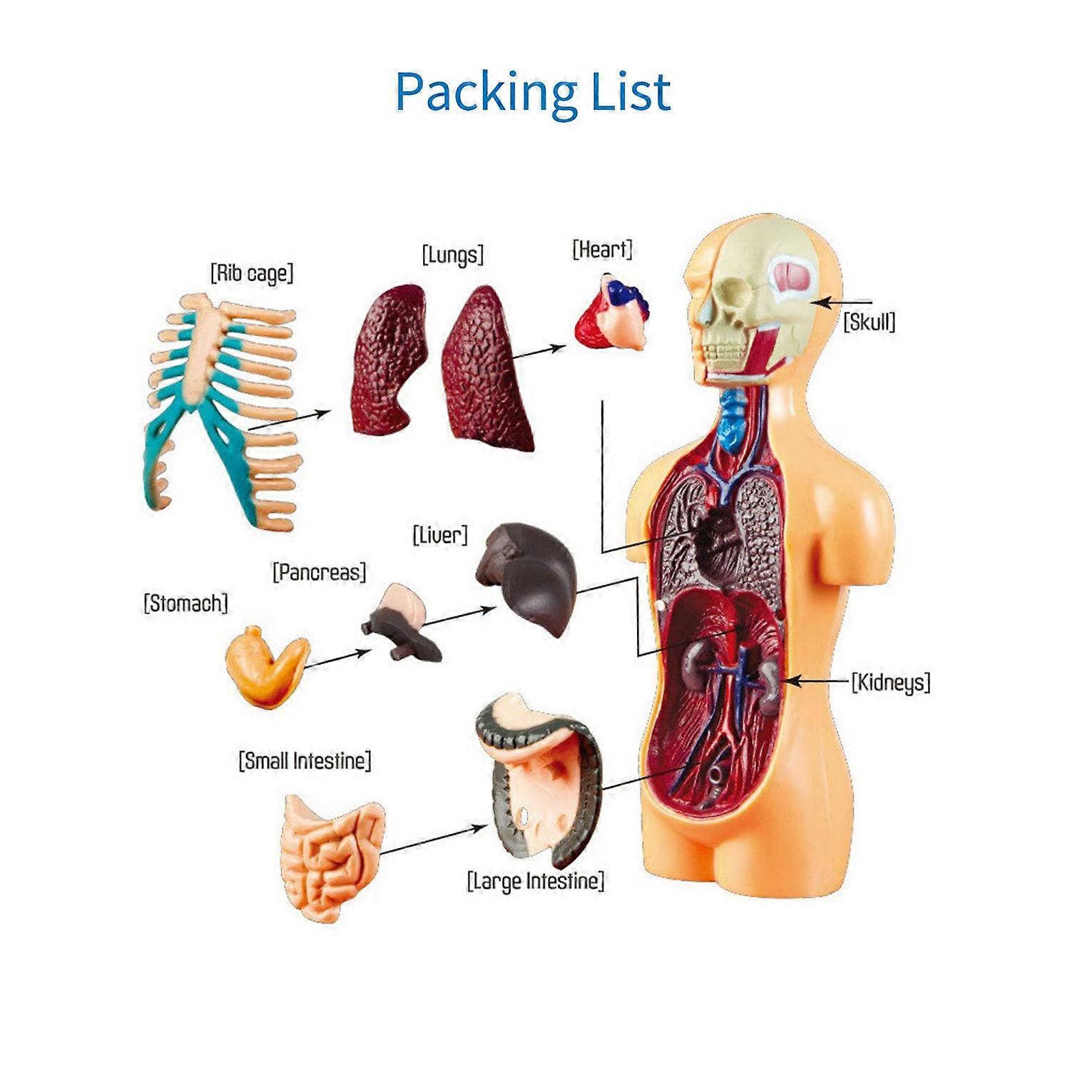 Human Body Model Organs Simple Assembly Learning Tool Kit Anatomy Model ...